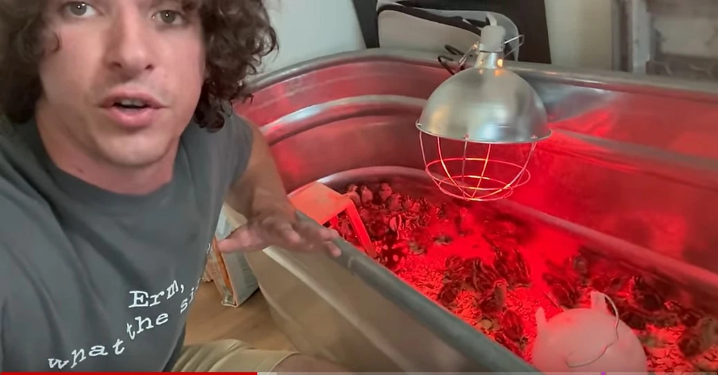 Quail Farm | The Urban Rescue Ranch Wiki | Fandom