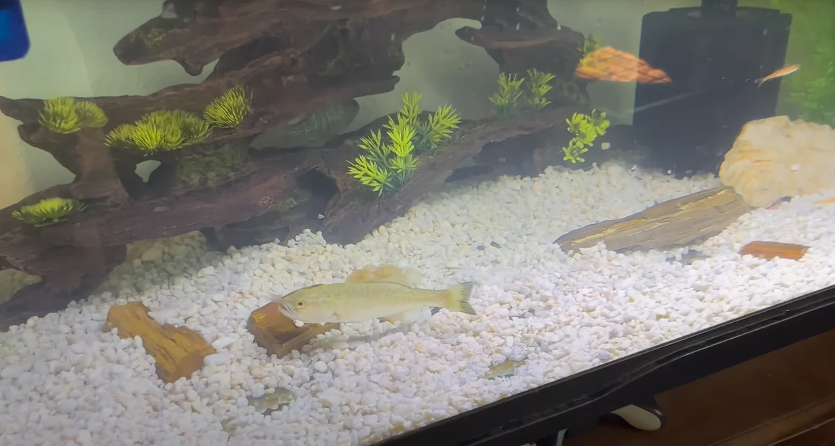 The Fish Tank | The Urban Rescue Ranch Wiki | Fandom