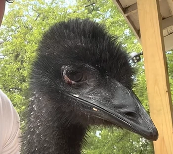 James Charles | The Urban Rescue Ranch Wiki | Fandom