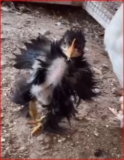 Black Lemon | The Urban Rescue Ranch Wiki | Fandom