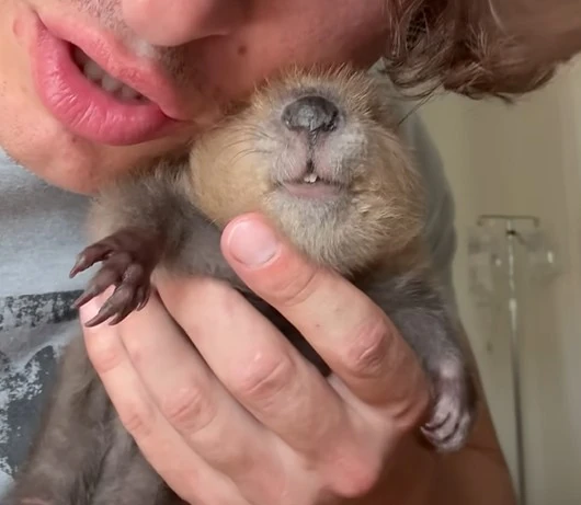 1st Baby Beaver | The Urban Rescue Ranch Wiki | Fandom