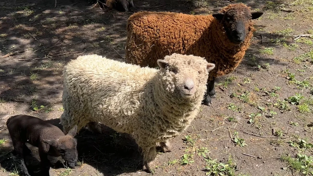 Donda and Drake | The Urban Rescue Ranch Wiki | Fandom