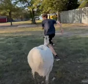 TommyInnit | The Urban Rescue Ranch Wiki | Fandom