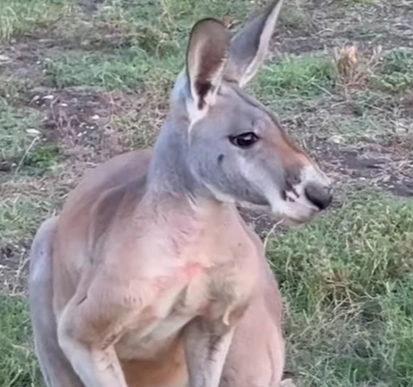 Category:Kangaroo | The Urban Rescue Ranch Wiki | Fandom