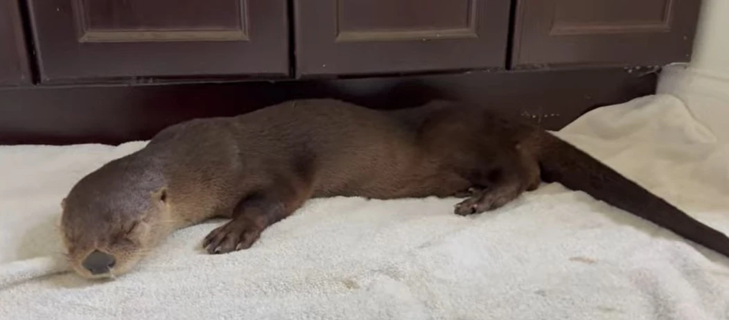 Otter | The Urban Rescue Ranch Wiki | Fandom