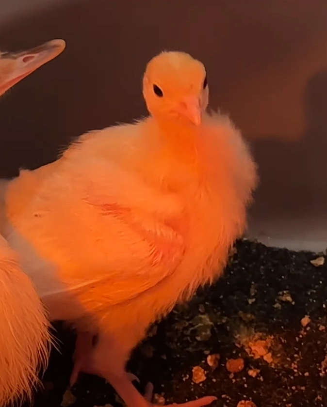 New Remington | The Urban Rescue Ranch Wiki | Fandom