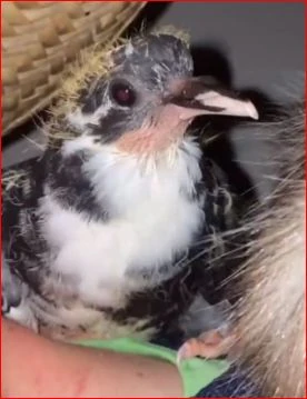 Nikon | The Urban Rescue Ranch Wiki | Fandom