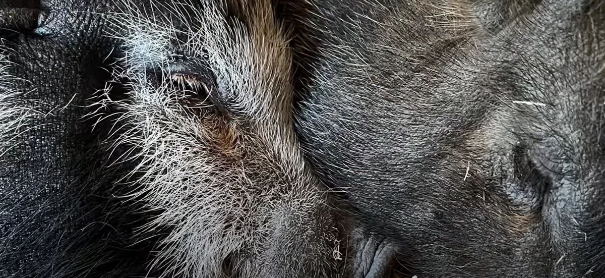 Bully Pigs | The Urban Rescue Ranch Wiki | Fandom