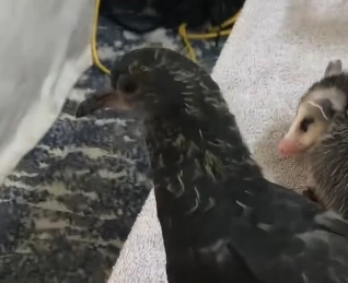 Big Boy | The Urban Rescue Ranch Wiki | Fandom