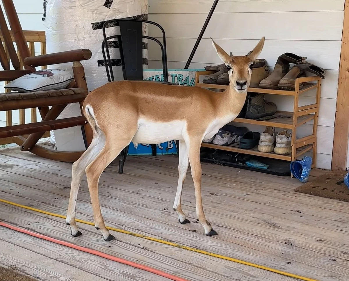 Patrick Bateman | The Urban Rescue Ranch Wiki | Fandom