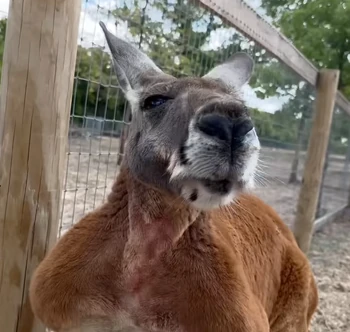 Unnamed Kangaroo | The Urban Rescue Ranch Wiki | Fandom