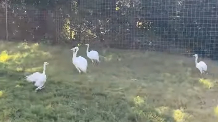 Kevin's Grandchildren | The Urban Rescue Ranch Wiki | Fandom