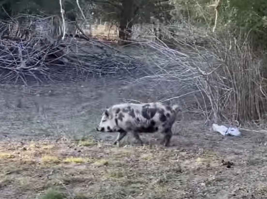 Pee-Pee | The Urban Rescue Ranch Wiki | Fandom