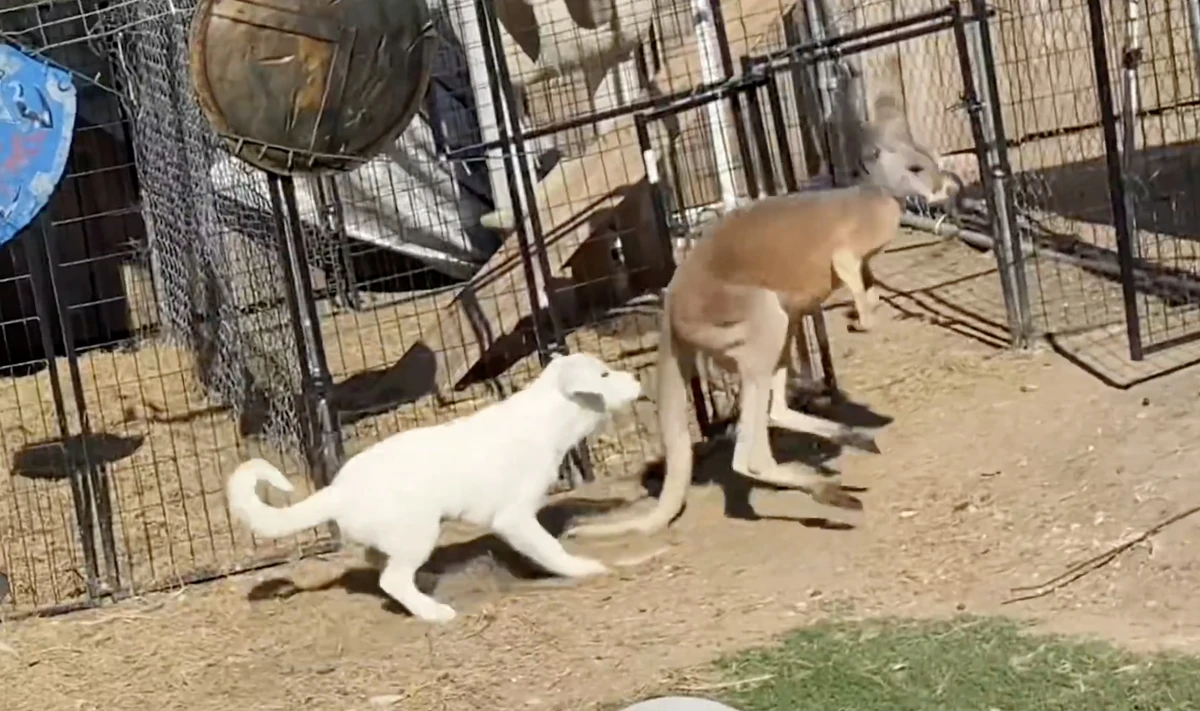 Queen/Gallery | The Urban Rescue Ranch Wiki | Fandom