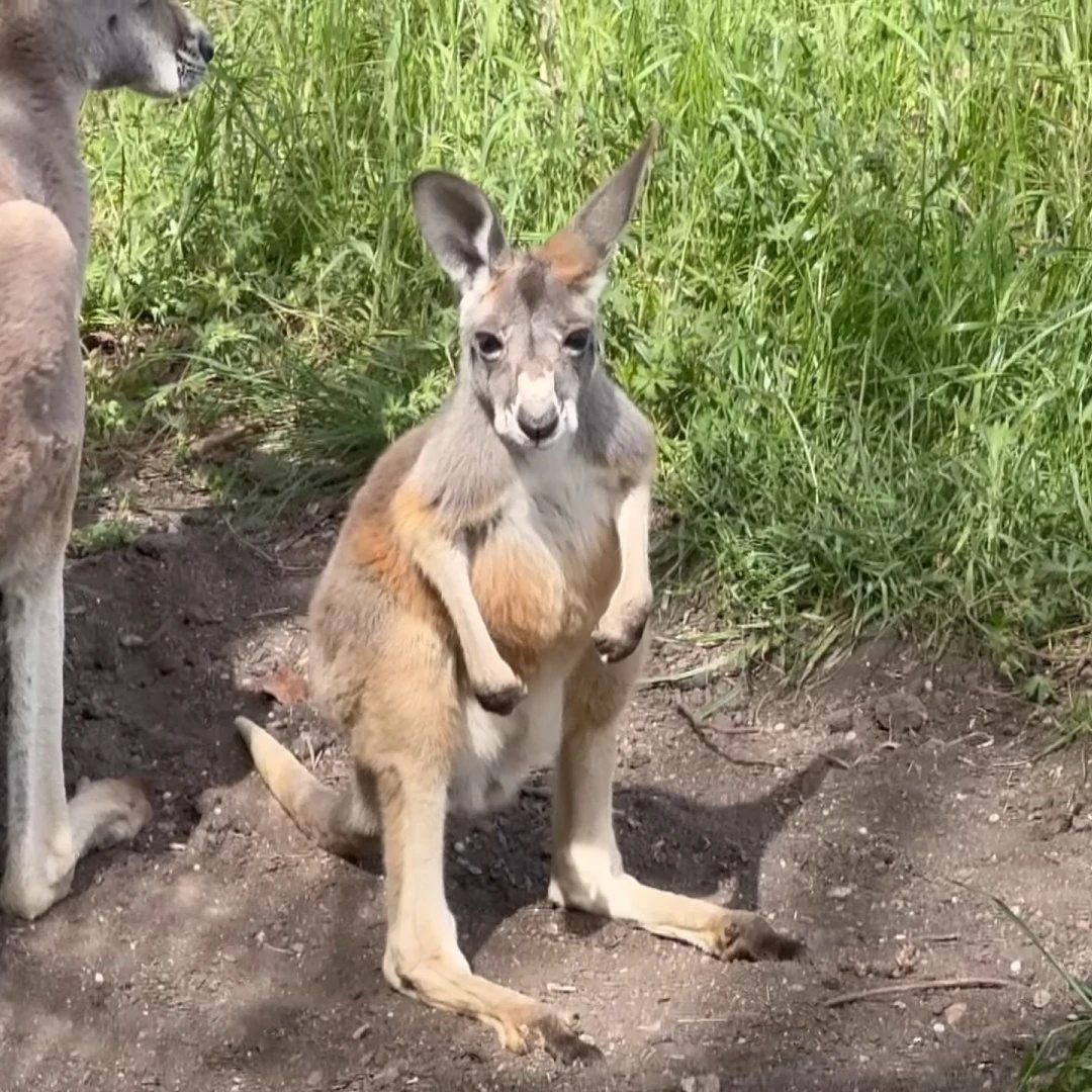 Big Bounce | The Urban Rescue Ranch Wiki | Fandom