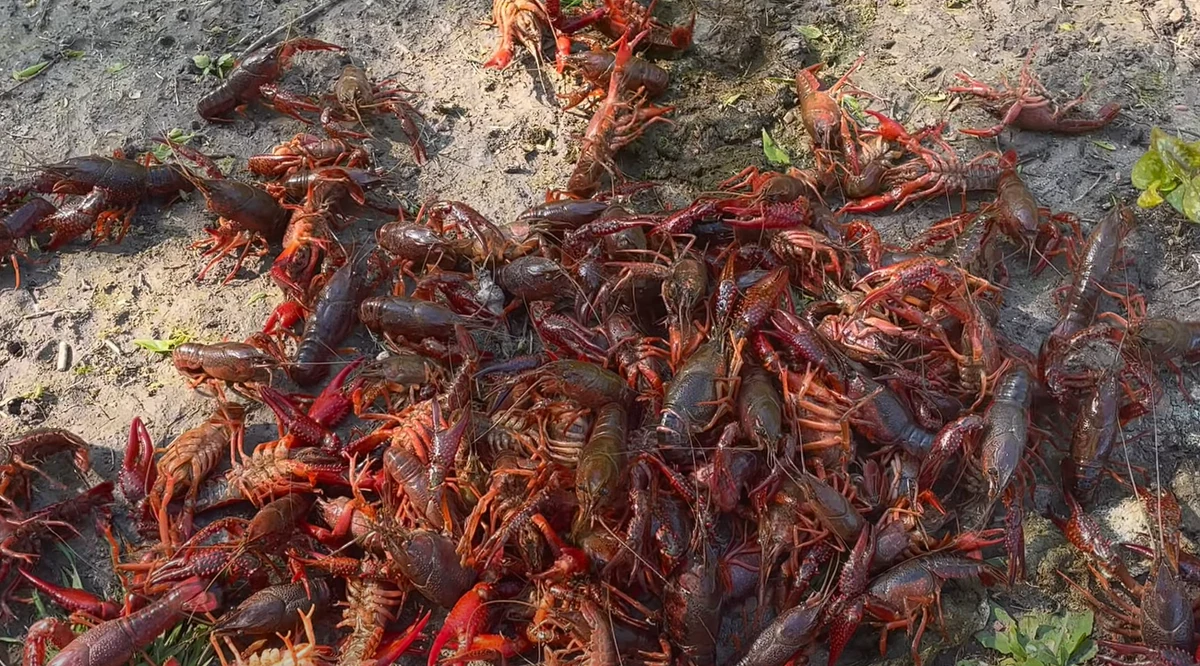 Crawfish | The Urban Rescue Ranch Wiki | Fandom