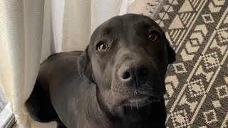 Poggers | The Urban Rescue Ranch Wiki | Fandom