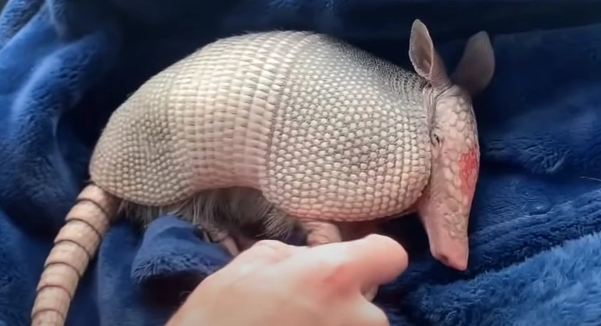 Armadillo | The Urban Rescue Ranch Wiki | Fandom