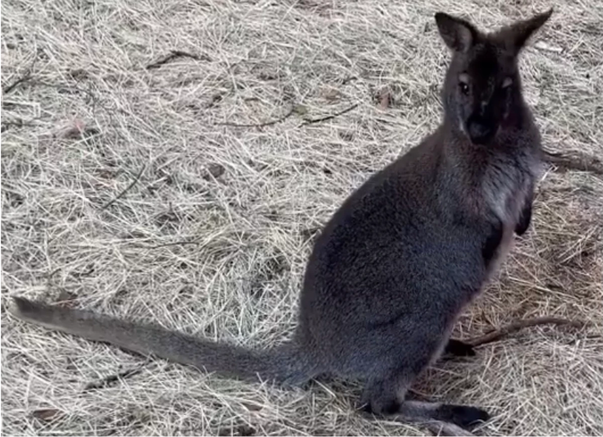 Category:Wallabies | The Urban Rescue Ranch Wiki | Fandom