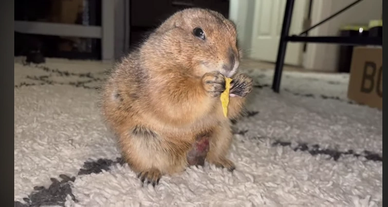 Tritagonists | The Urban Rescue Ranch Wiki | Fandom