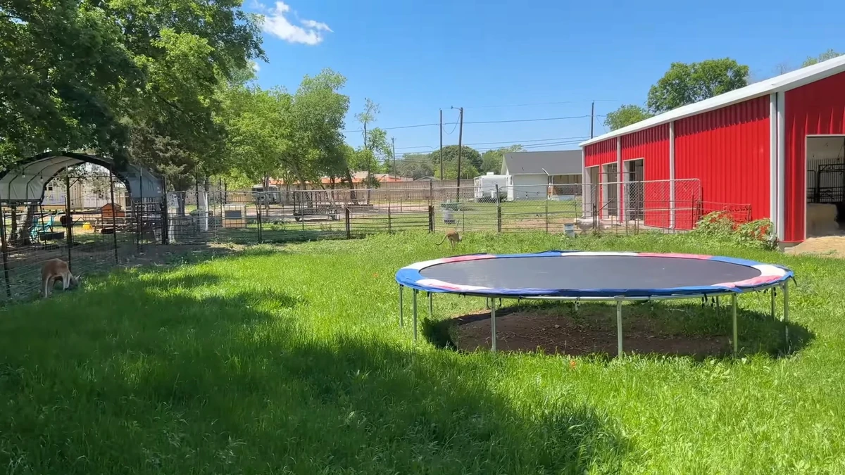 Trampoline | The Urban Rescue Ranch Wiki | Fandom
