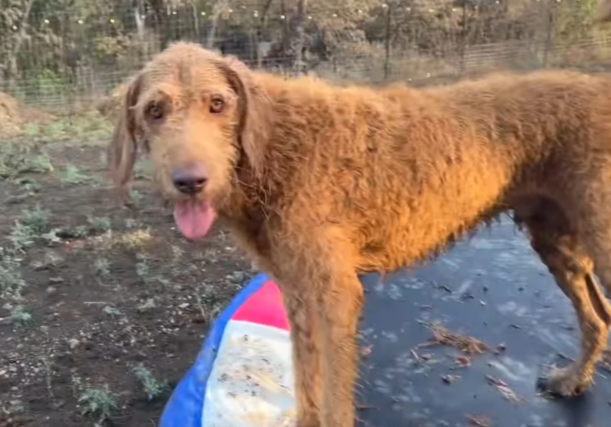 Finley | The Urban Rescue Ranch Wiki | Fandom