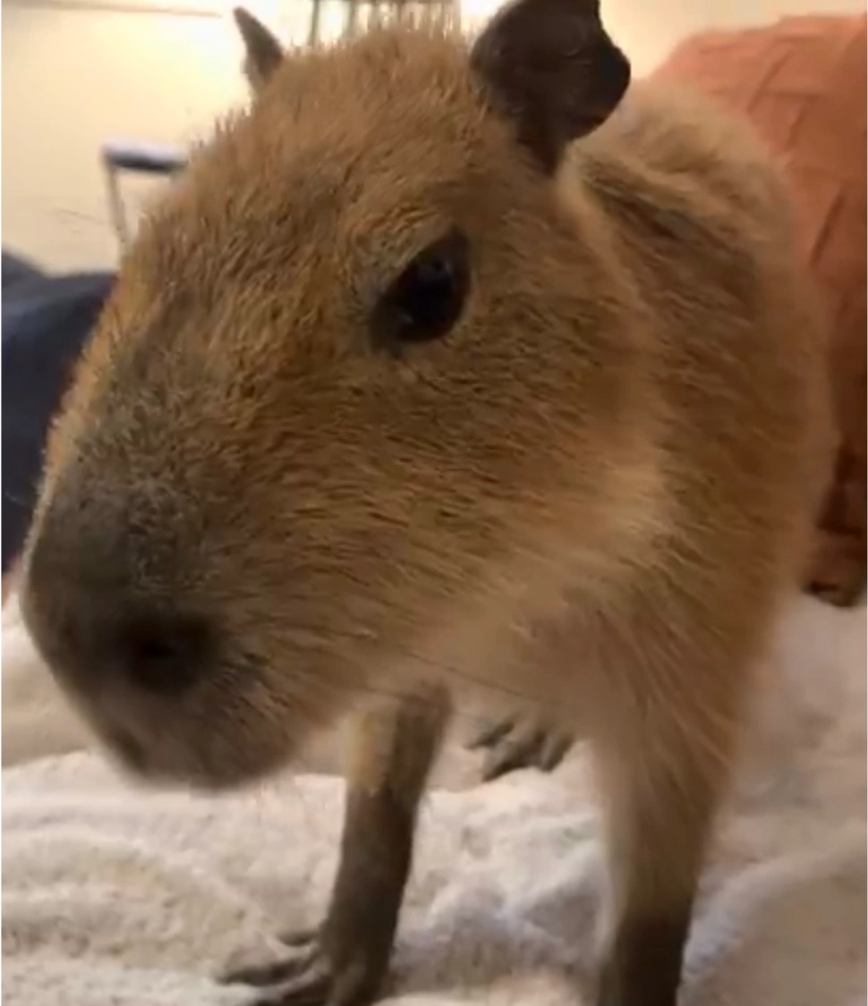 Gort | The Urban Rescue Ranch Wiki | Fandom