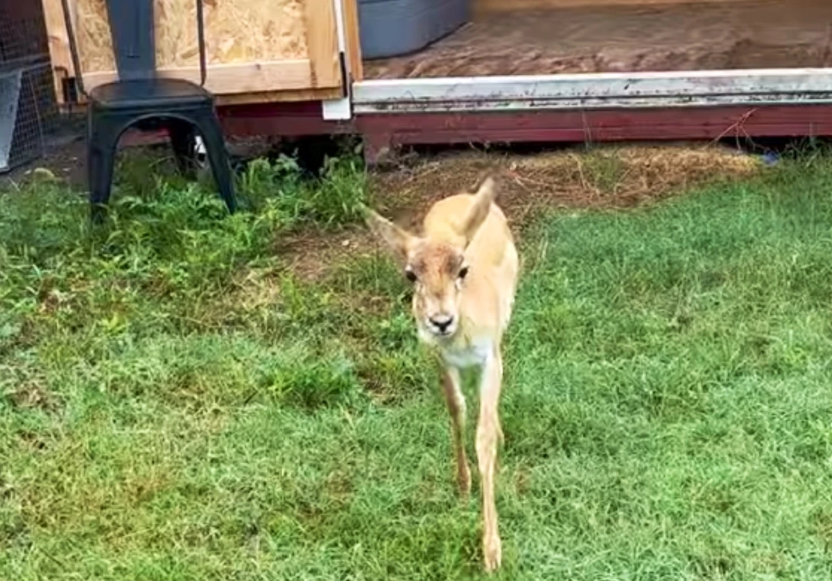 Patrick Bateman | The Urban Rescue Ranch Wiki | Fandom