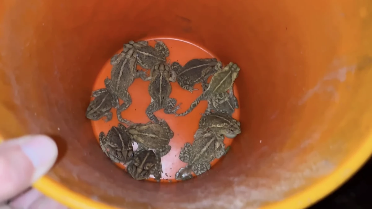 Toad Bucket | The Urban Rescue Ranch Wiki | Fandom