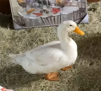 Travis Scott | The Urban Rescue Ranch Wiki | Fandom