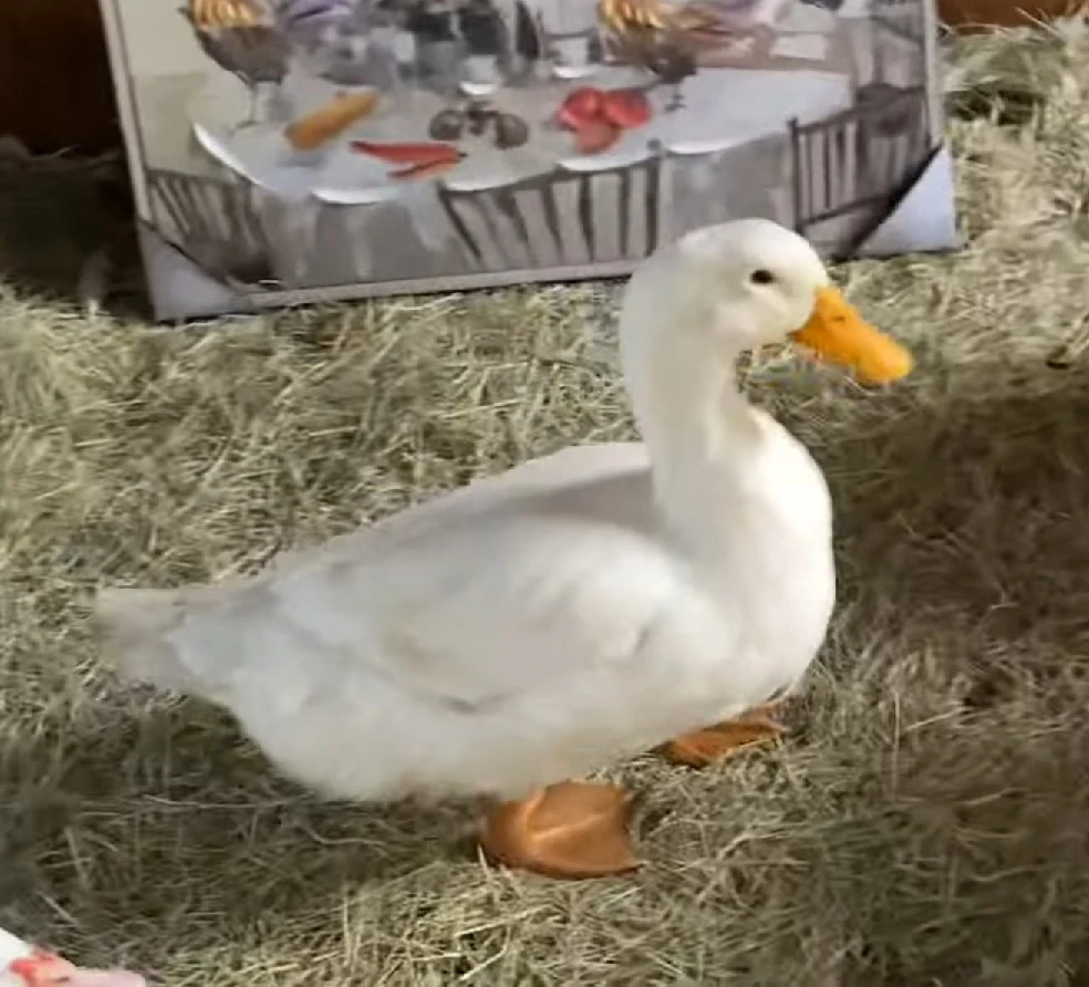 Travis Scott | The Urban Rescue Ranch Wiki | Fandom