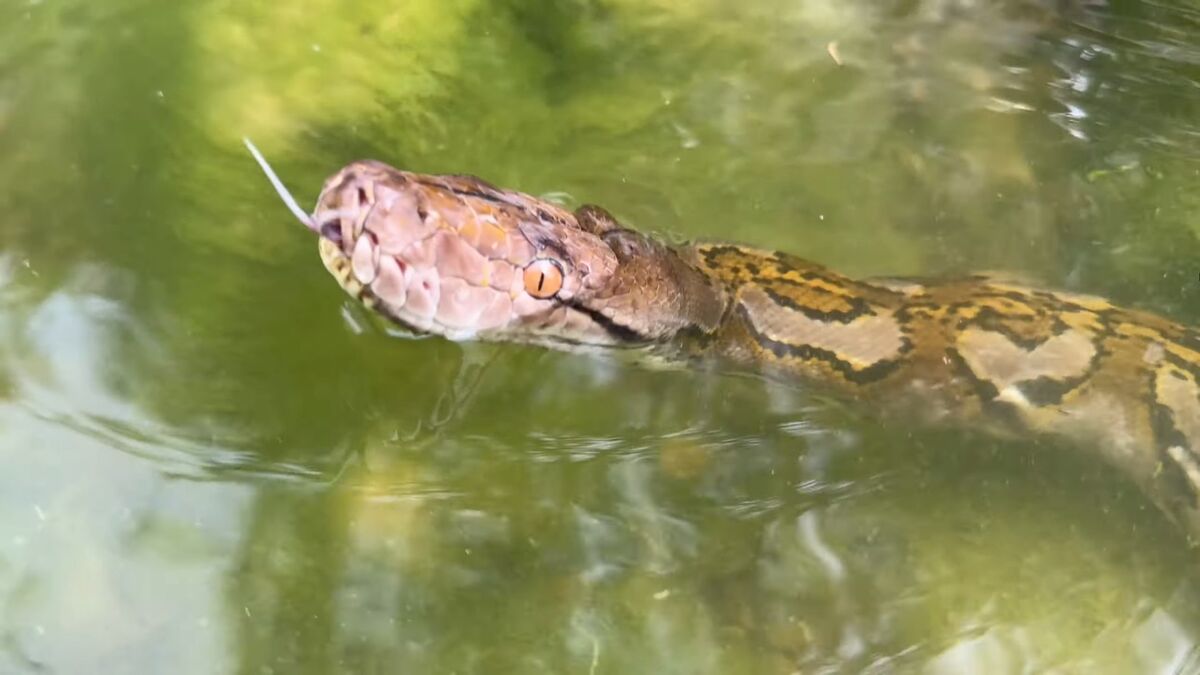 Reticulated Python The Urban Rescue Ranch Wiki Fandom