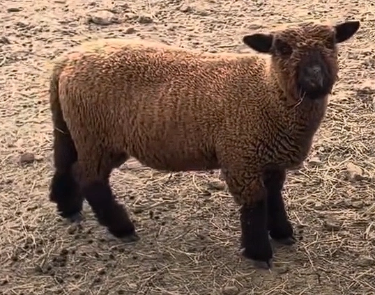 Kanye | The Urban Rescue Ranch Wiki | Fandom