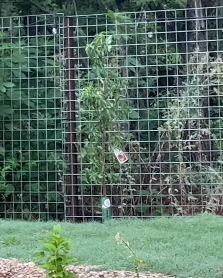 Uncle Ben's Plum tree | The Urban Rescue Ranch Wiki | Fandom