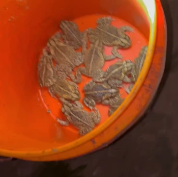 Pond Amphibians | The Urban Rescue Ranch Wiki | Fandom