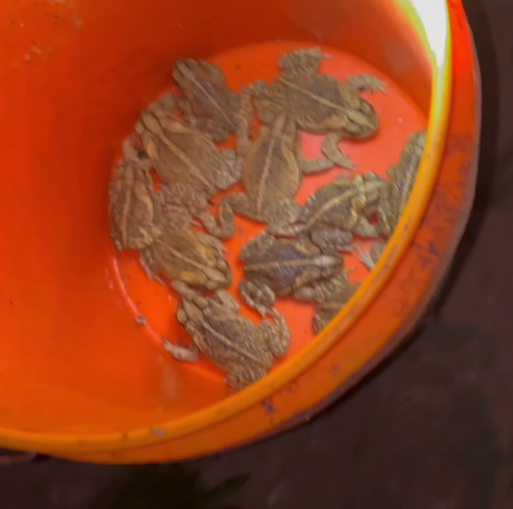 Pond Amphibians | The Urban Rescue Ranch Wiki | Fandom