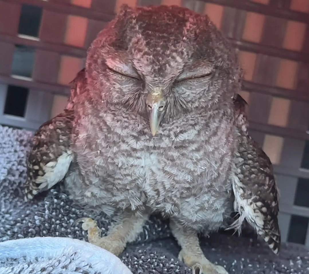 Baby Screech Owl | The Urban Rescue Ranch Wiki | Fandom