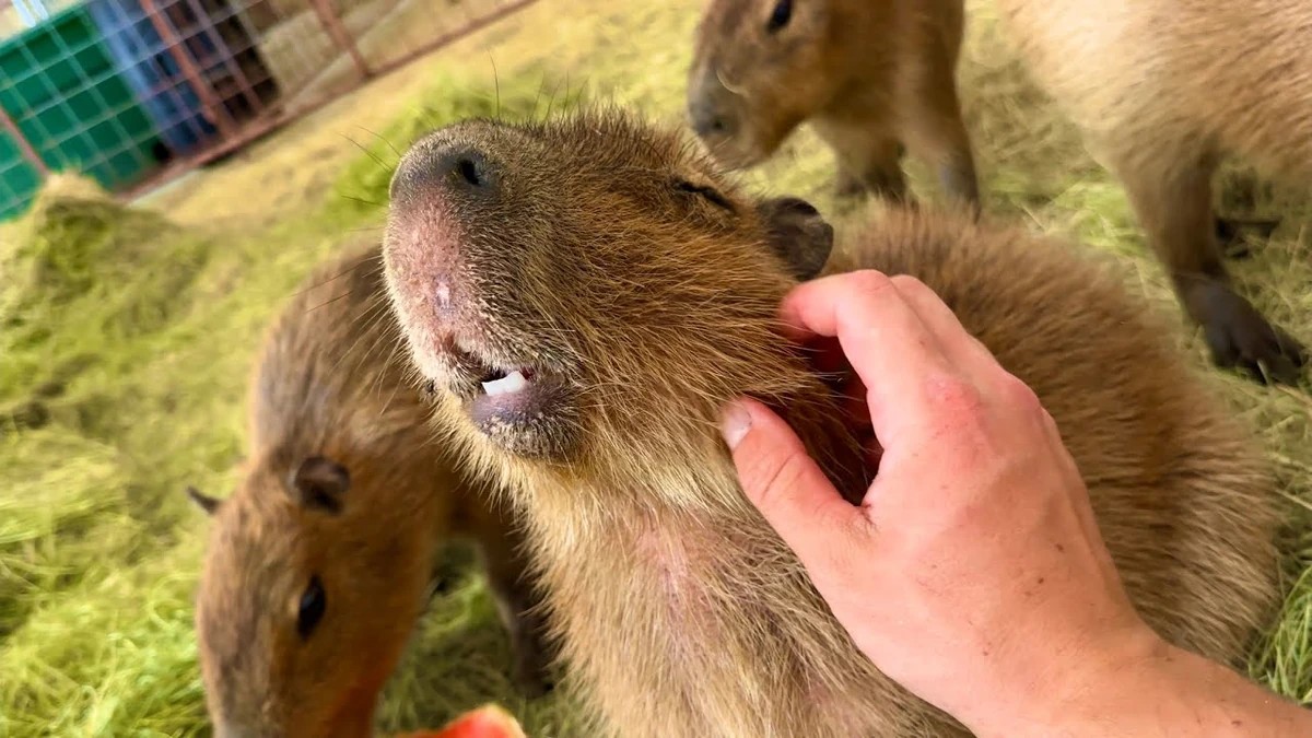 How to Please a Capybara | The Urban Rescue Ranch Wiki | Fandom