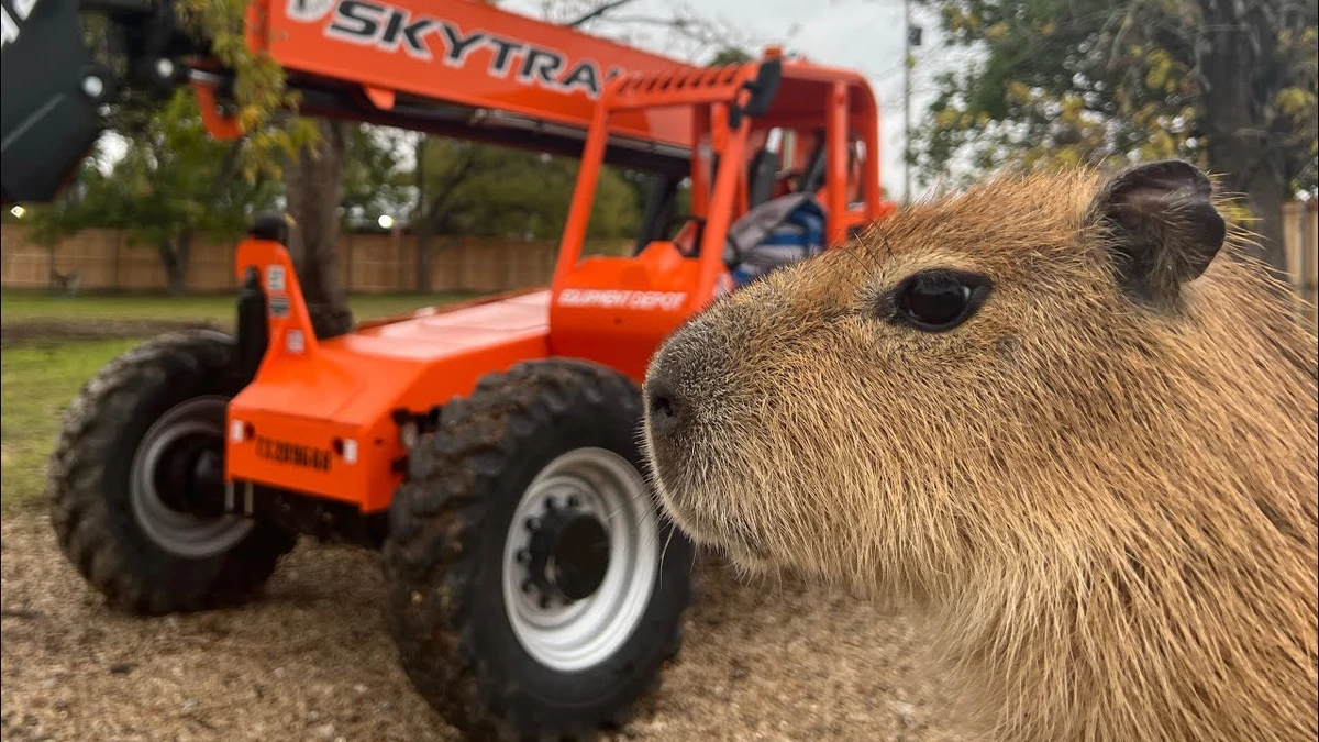 Category:Capybara-Focused Episodes | The Urban Rescue Ranch Wiki | Fandom
