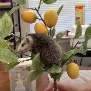 Discuss Everything About The Urban Rescue Ranch Wiki | Fandom