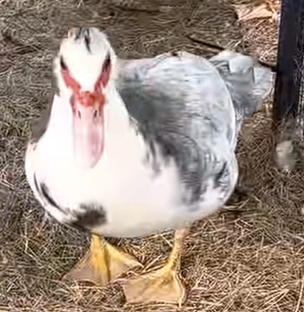 Relonda | The Urban Rescue Ranch Wiki | Fandom