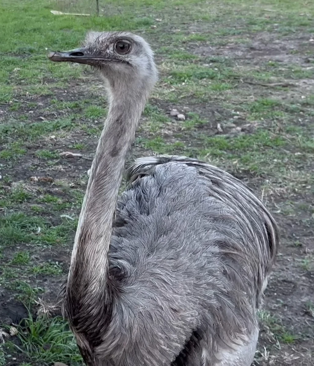 Karen | The Urban Rescue Ranch Wiki | Fandom