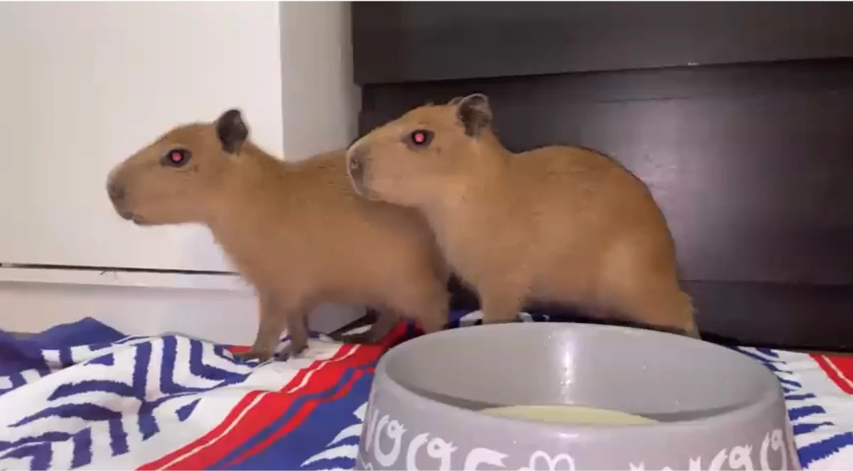 Category:Galleries | The Urban Rescue Ranch Wiki | Fandom