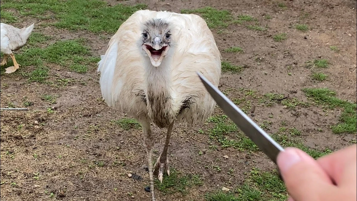 Weapons Against Kevin | The Urban Rescue Ranch Wiki | Fandom