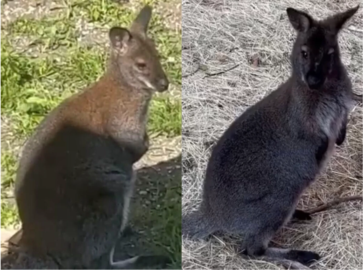 Wobbies | The Urban Rescue Ranch Wiki | Fandom