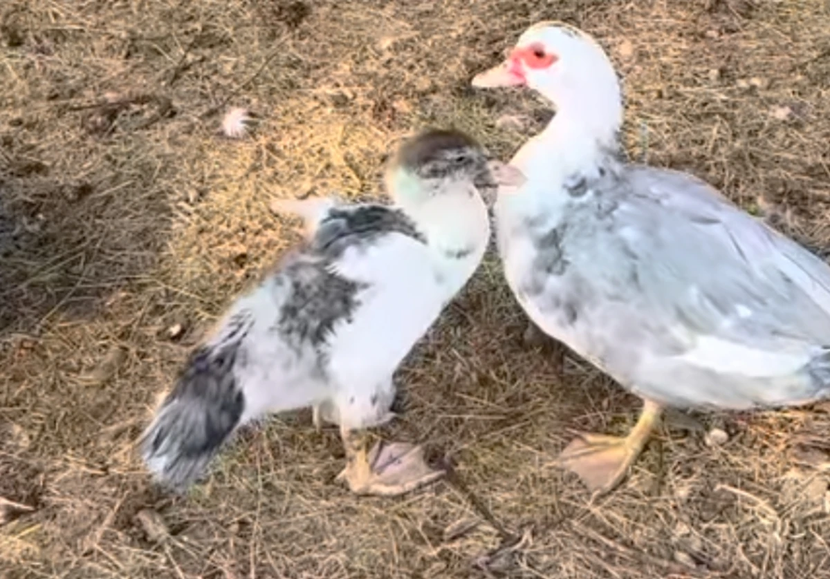 Relonda’s son | The Urban Rescue Ranch Wiki | Fandom