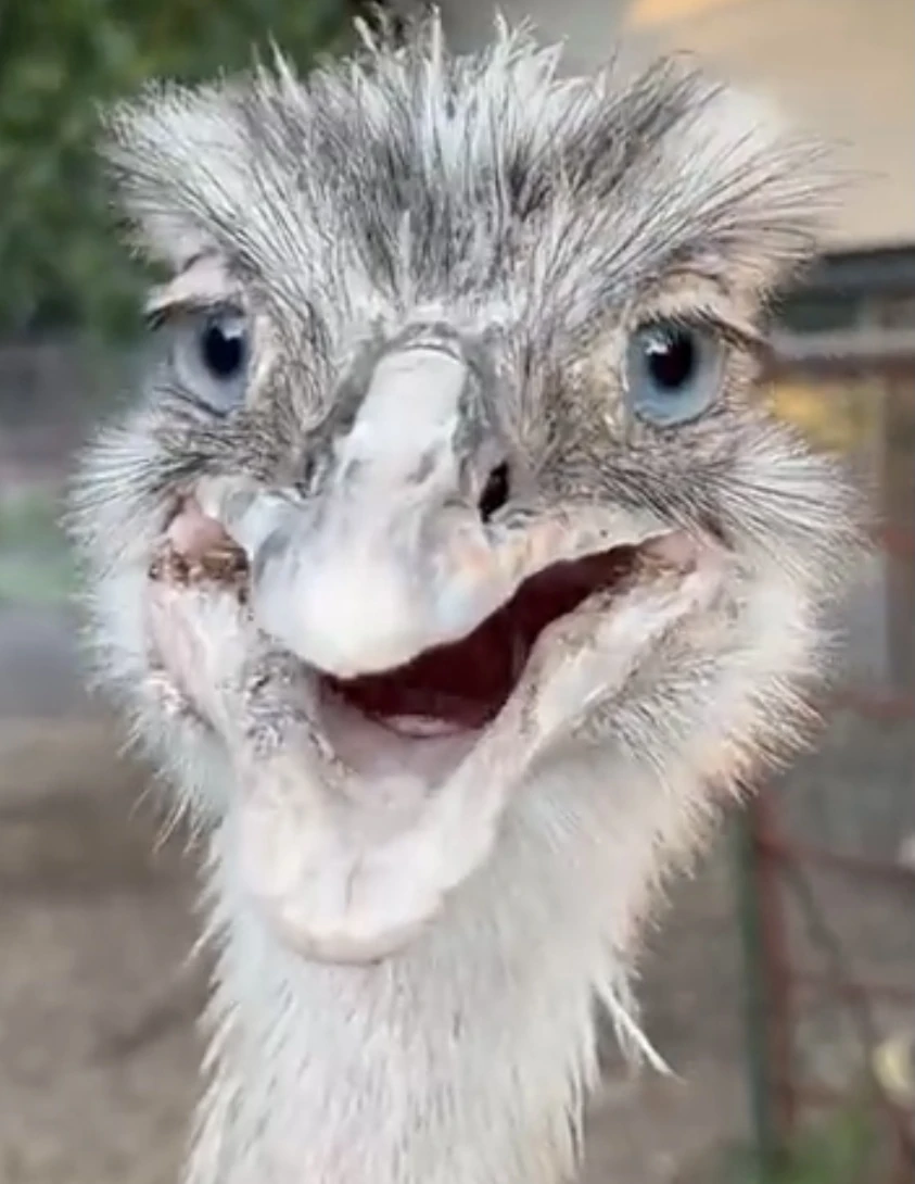 Kevin | The Urban Rescue Ranch Wiki | Fandom