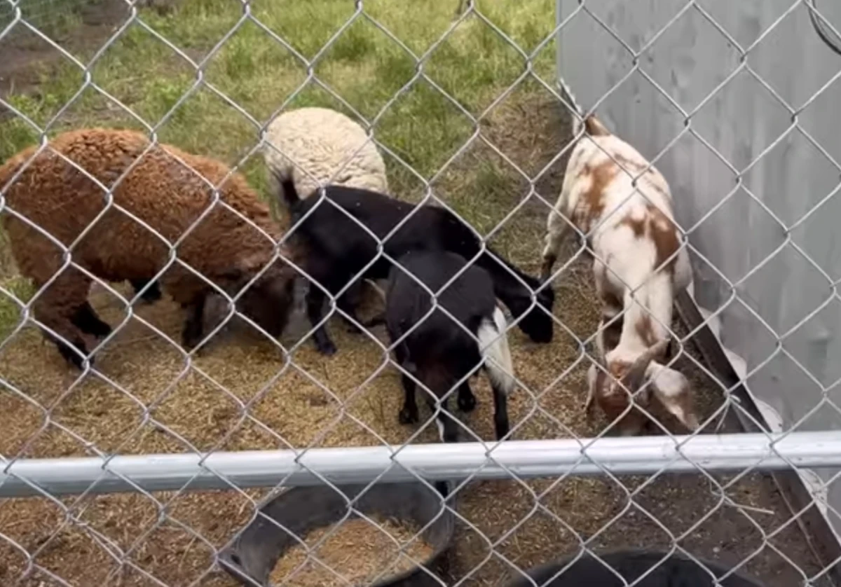 Unnamed Goat | The Urban Rescue Ranch Wiki | Fandom