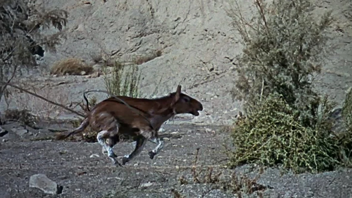 El Diablo | The Valley of Gwangi Wiki | Fandom