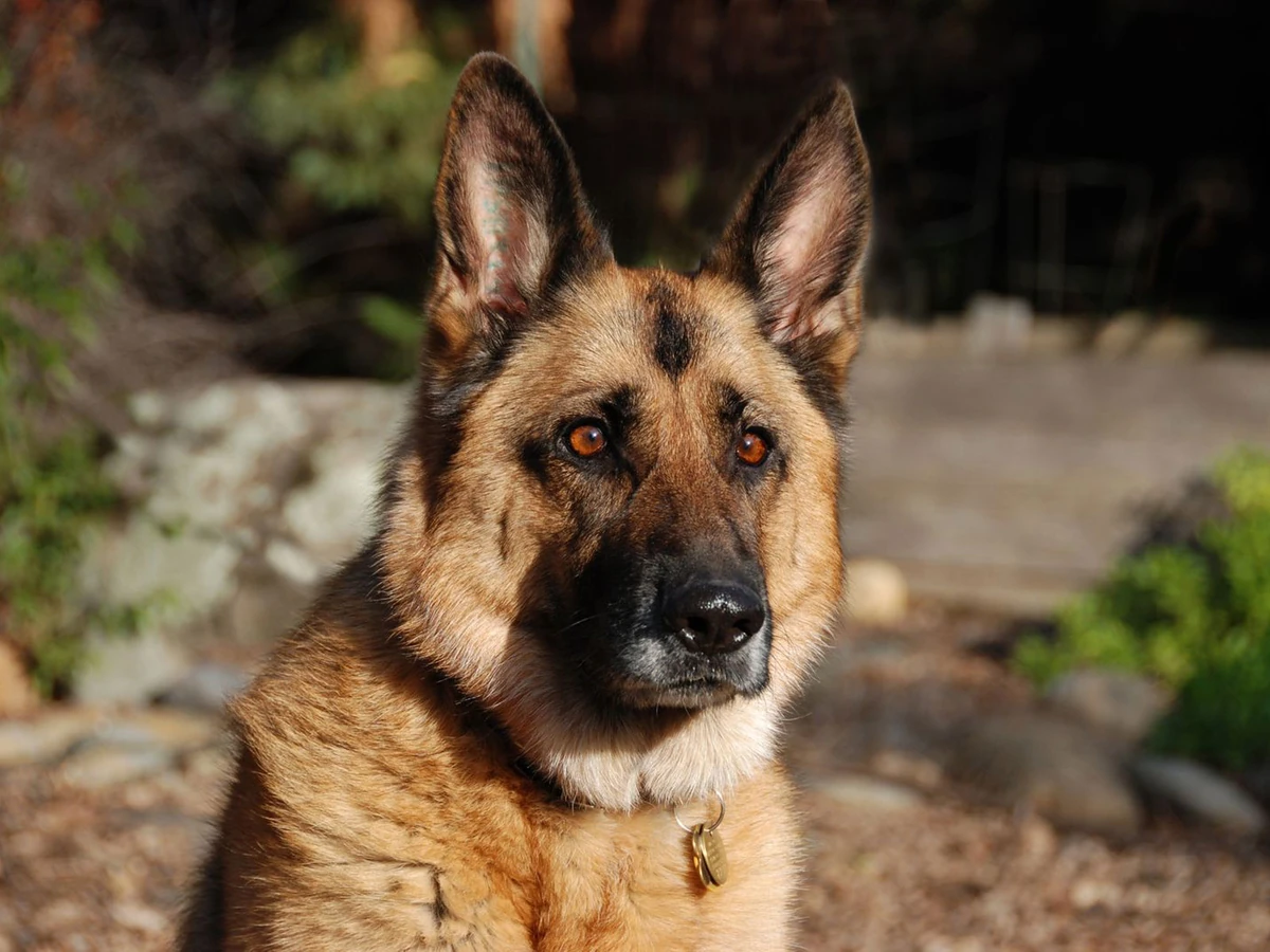 Rex | Ascension Wikia | Fandom